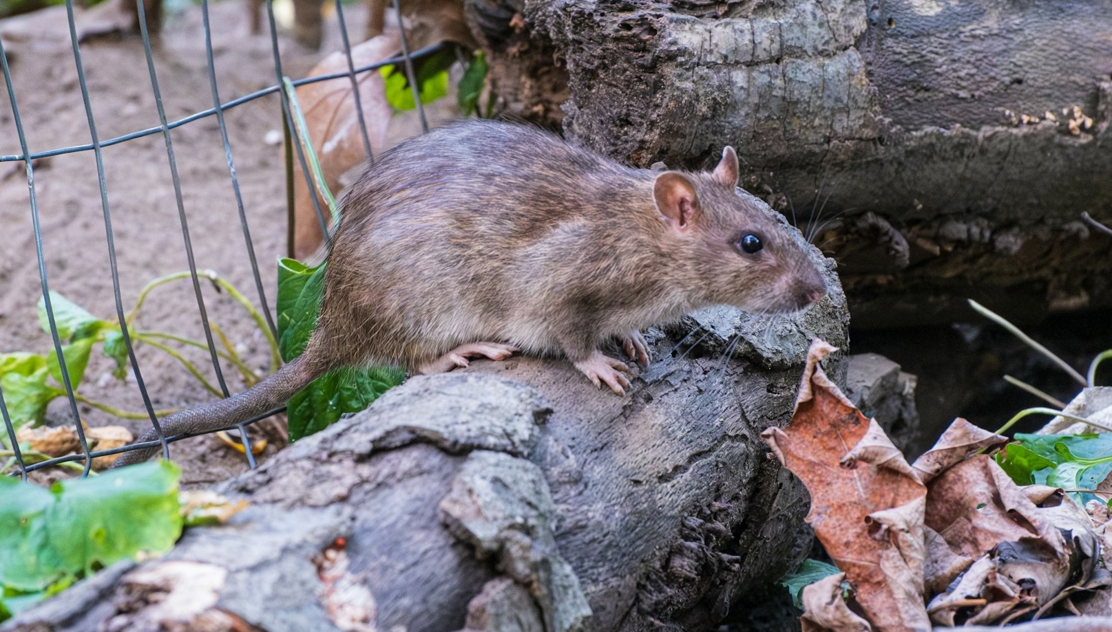 How Does Pest Control Get Rid Of Rats? | How To Get Rid Of Rats | BH ...