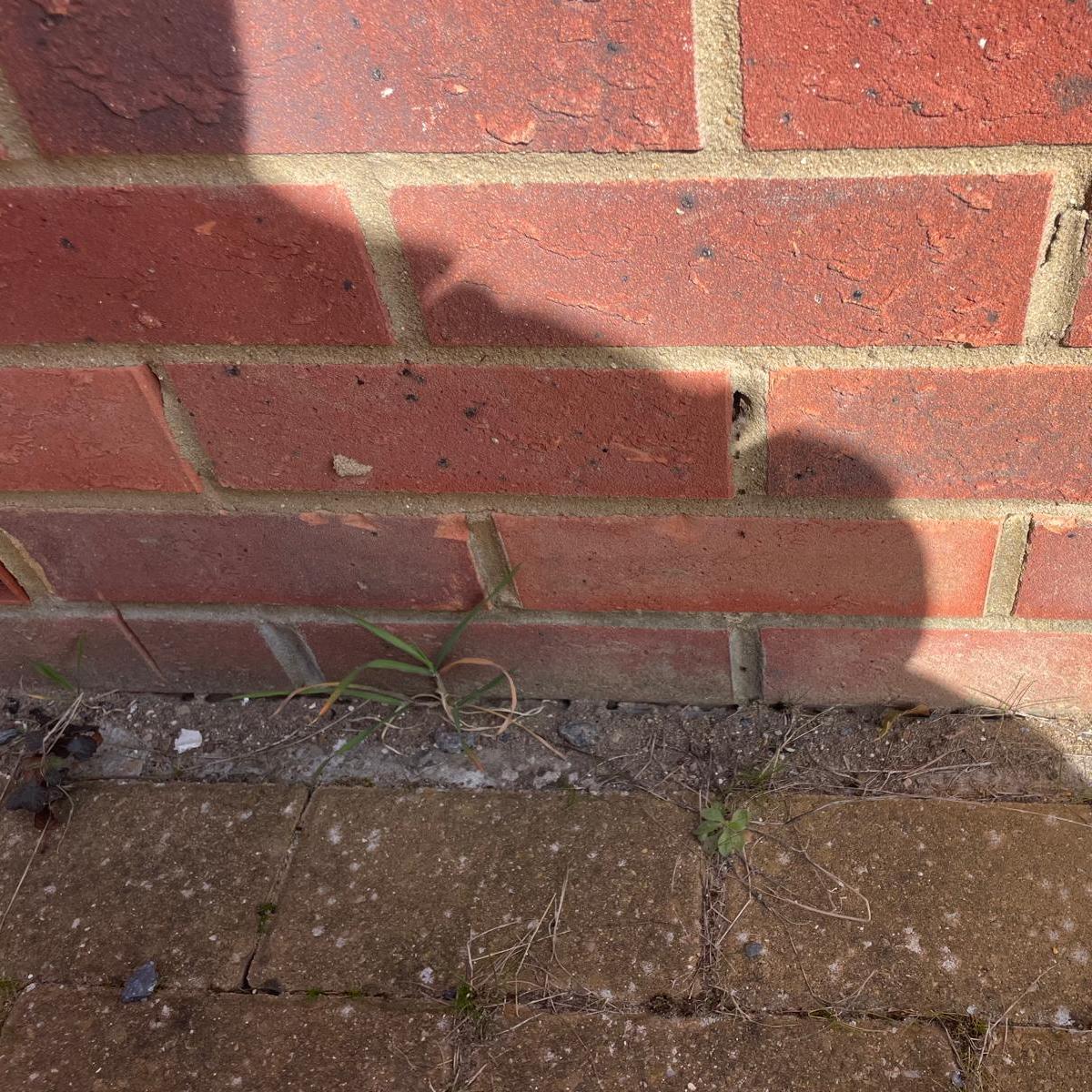 Ant Control Milton Keynes | Affordable Ant Removal | BH Pest Control