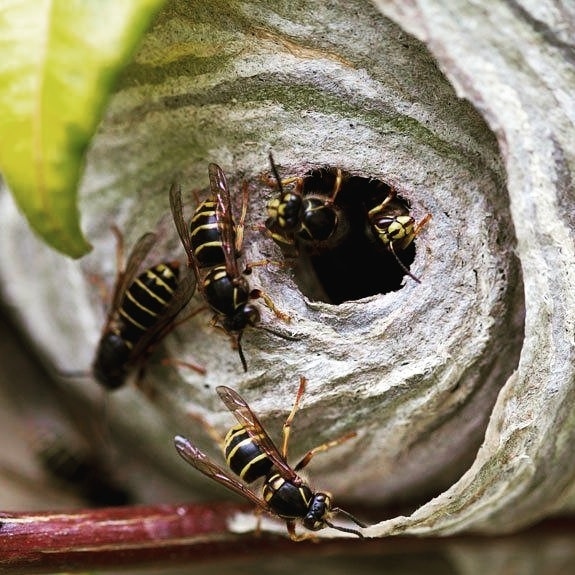 What Do Wasp Eat? | Guide To Wasp Behaviour